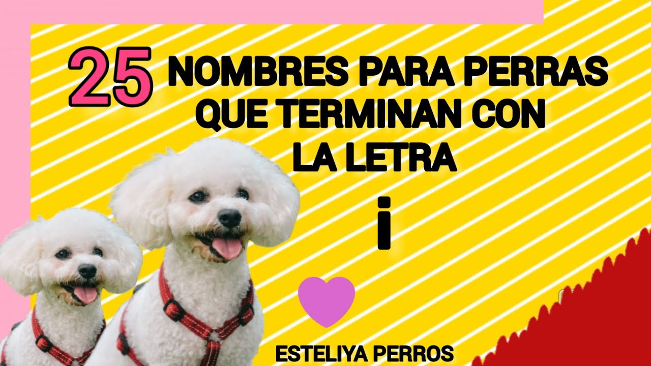 10 encantadores nombres japoneses para tu perrita - RevistaBiologica.com