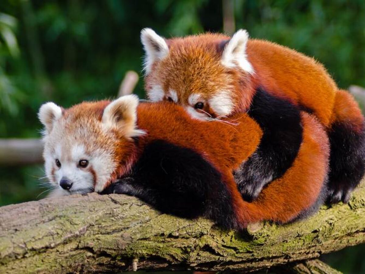 10 fascinantes curiosidades sobre el oso panda que te sorprenderán ...