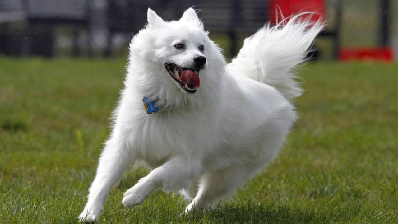 10 impresionantes razas de perro grises: ¡conoce a estos hermosos ...