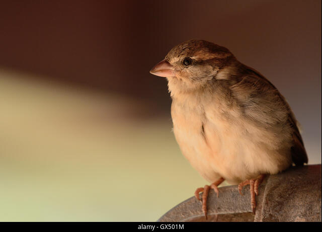 Consejos para Alimentar a un Gorrión Bebé: ¡Aprende Cómo Darles de ...