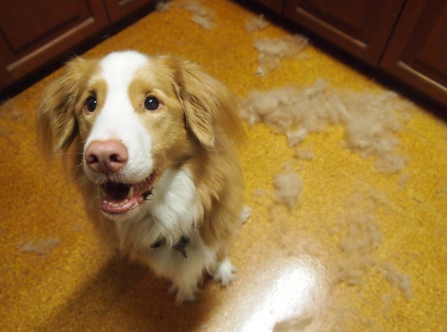 Cómo tratar los granos en tu perro pitbull: soluciones naturales y ...