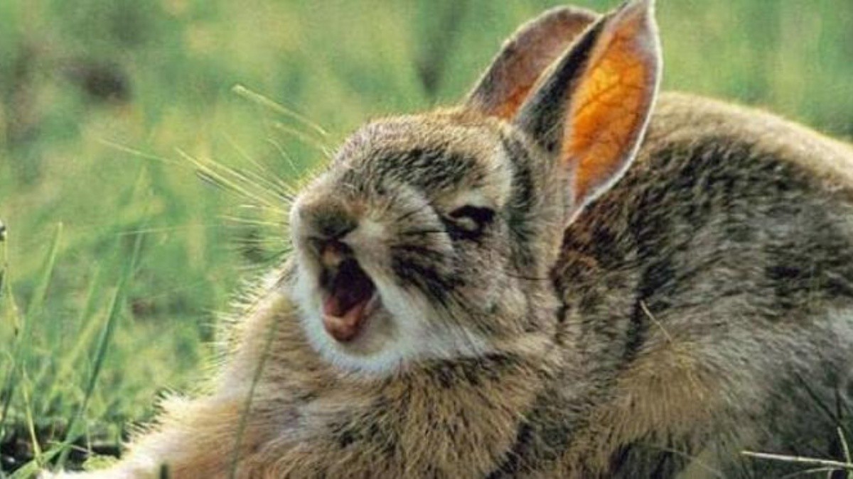 Consejos para Enseñar a tu Conejo a No Morder: Una Guía Práctica ...