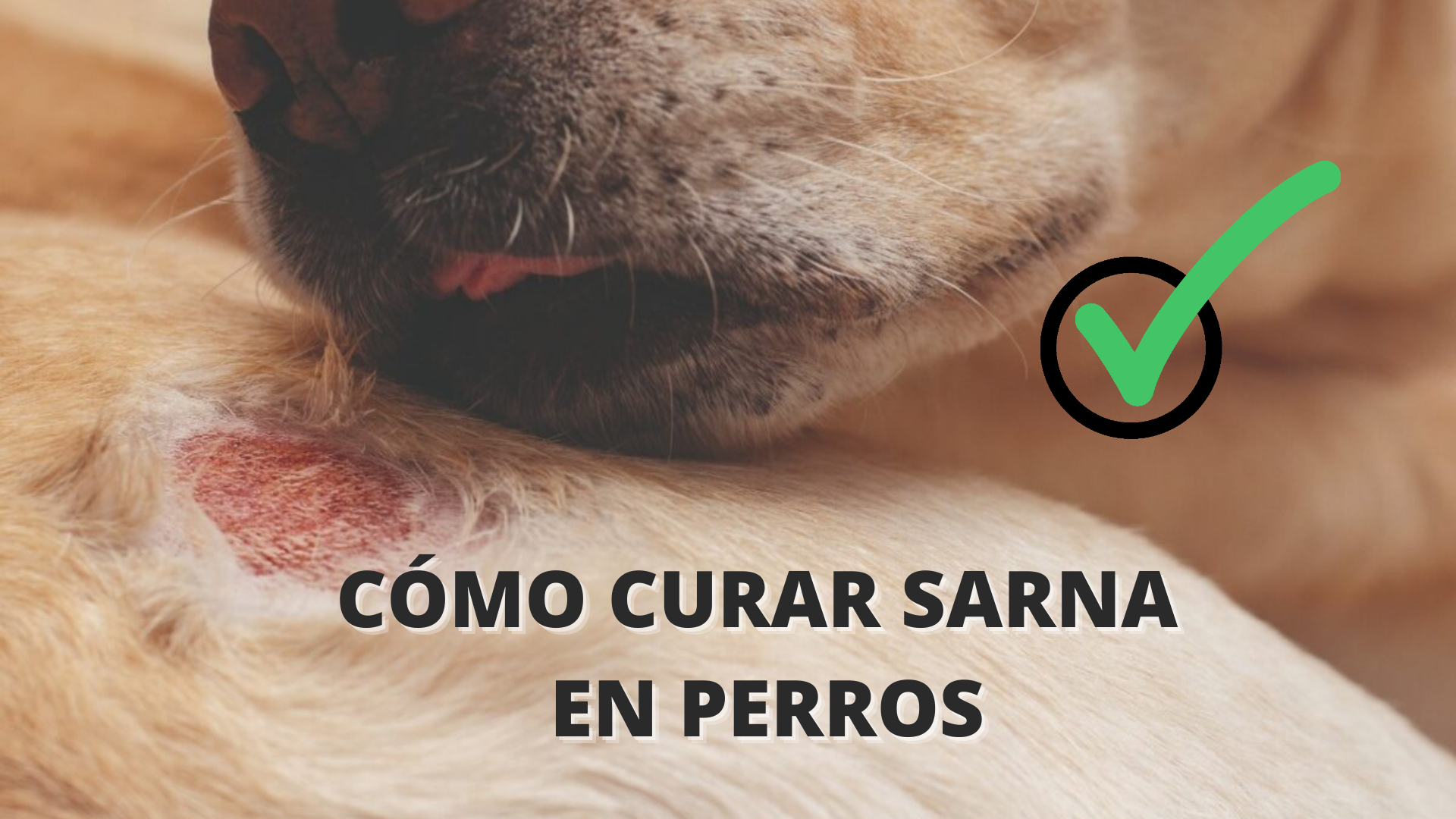Descubre Cuánto Tiempo Toma Curar la Sarna en Perros - RevistaBiologica.com