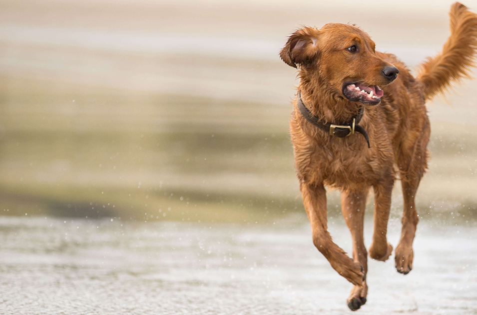 Vida de un perro criollo: ¿Cuánto tiempo pueden vivir ...