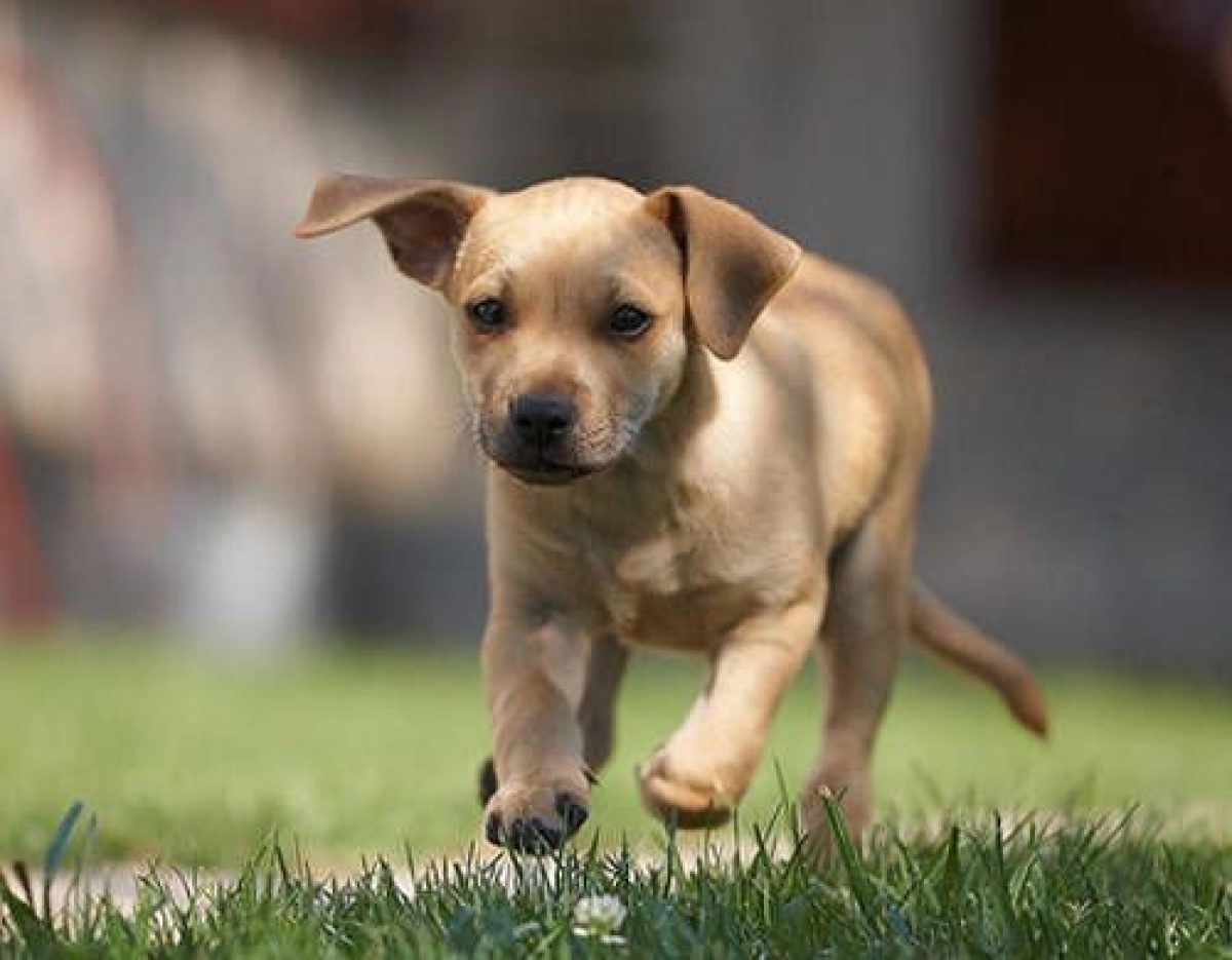 5 posibles razones por las que tu perro está decaído pero sigue ...