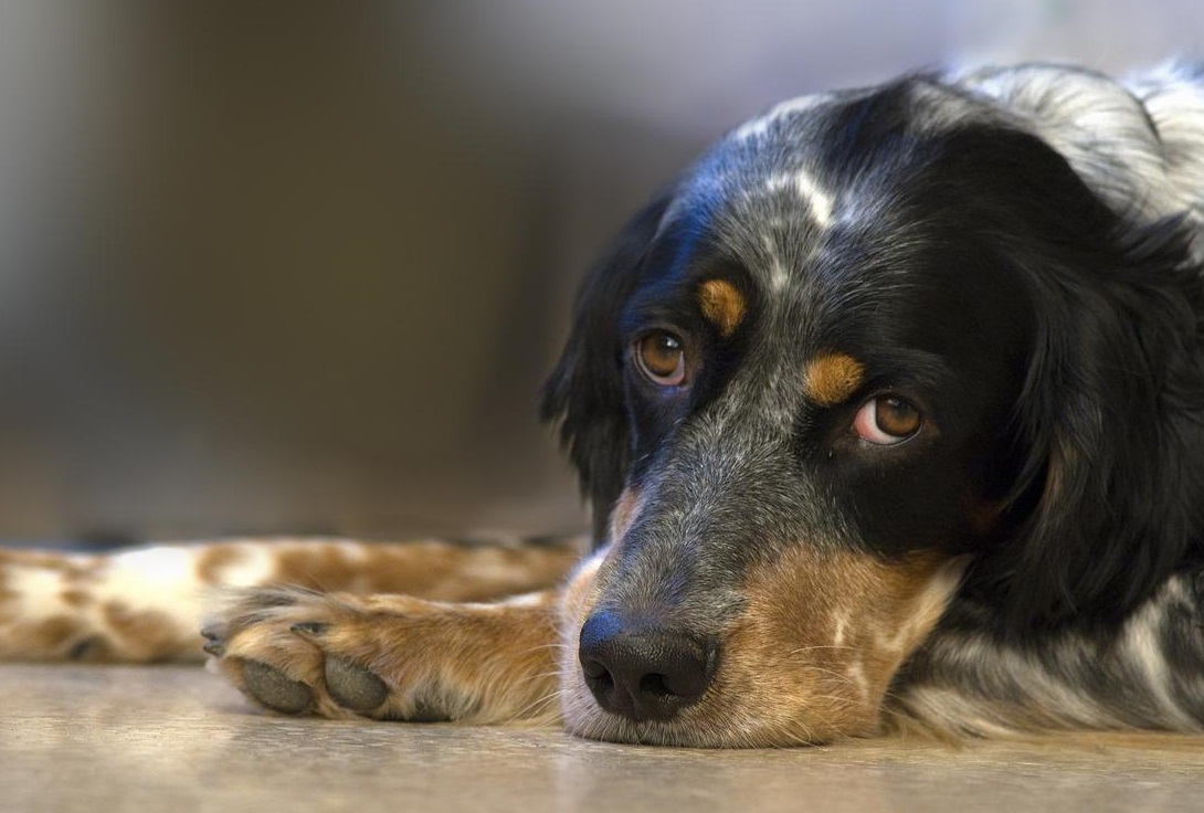 5 Posibles Razones por las que tu Perro Jadea en Exceso: ¡Encuentra la ...