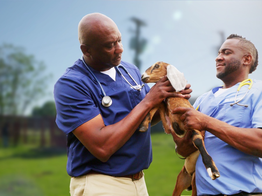 5 técnicas efectivas para reanimar un conejo en situaciones de ...