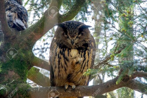 El Sueño de los Búhos: Hábitos y Curiosidades - RevistaBiologica.com