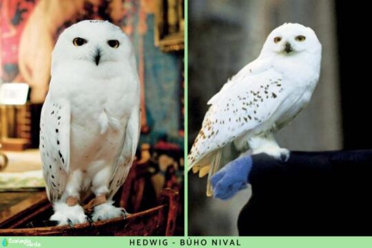 Buhos sin pelo: Todo lo que necesitas saber sobre estas fascinantes ...