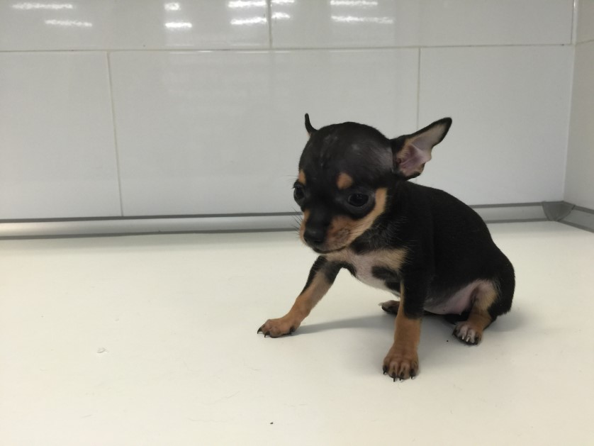 Todo lo que debes saber sobre el Chihuahua Raton de Praga ...