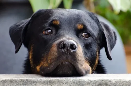 Conoce el valiente temperamento del Rottweiler: todo lo que debes saber ...