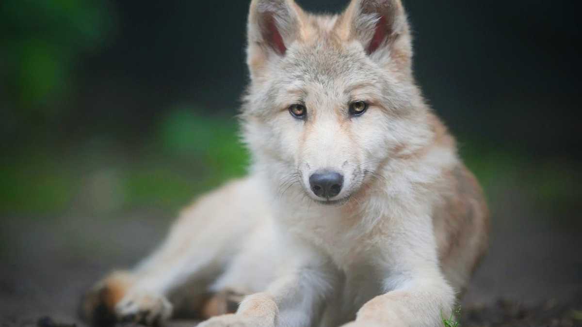 Conoce la fascinante raza de perro lobo: características y cuidados ...