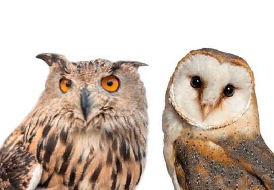 Conoce la fascinante vida de los búhos: curiosidades y cuidados ...