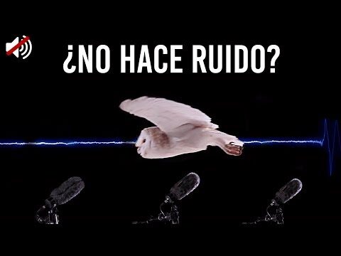 Conoce las fascinantes especies de búhos: de la sabiduría nocturna a la ...