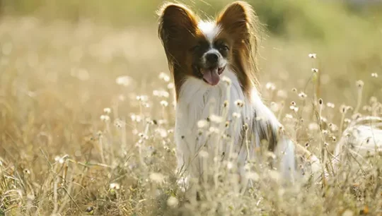 Conoce todo sobre los perros de raza Papillon: características ...