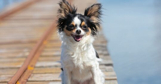 Conoce todo sobre los perros de raza Papillon: características ...