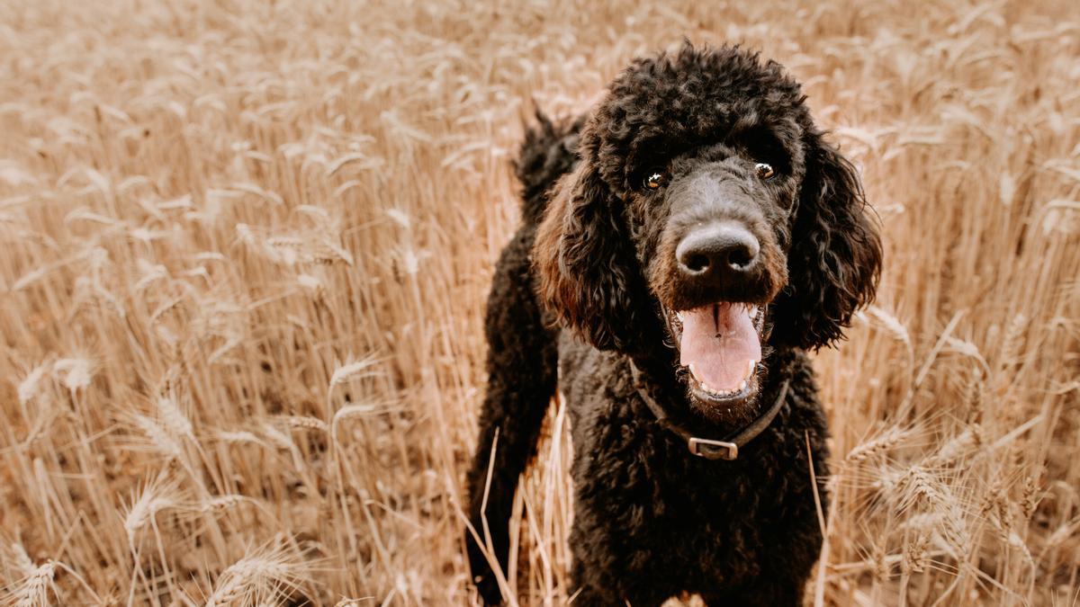 Consejos para expulsar espigas en perros: ¡Mantén a tu mascota segura ...
