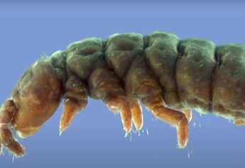 Descubre al insecto más pequeño del mundo: ¡sorprendente ...