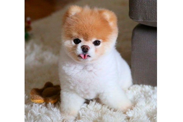 Descubre la raza bonita de perros más adorable - RevistaBiologica.com