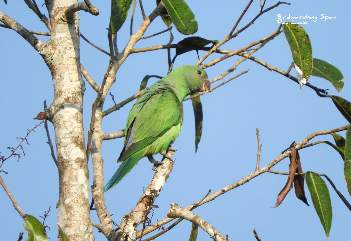 Descubre las aves de la selva: guía completa - RevistaBiologica.com