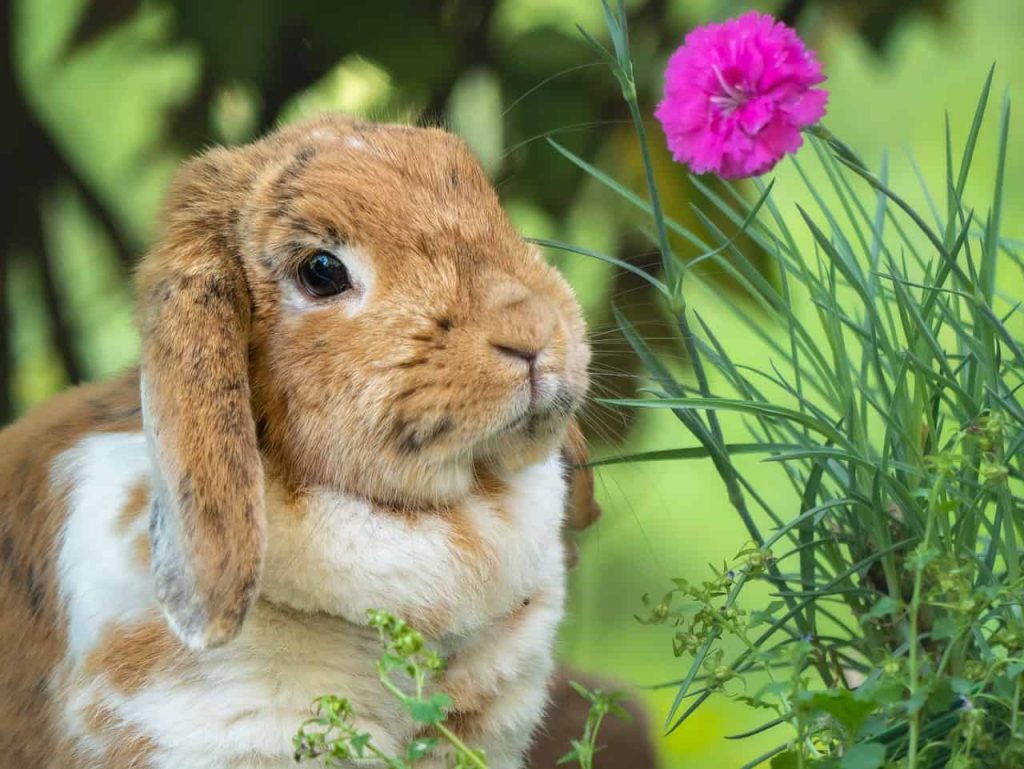 El fascinante mundo del crecimiento de los conejos Mini Lop: todo lo ...
