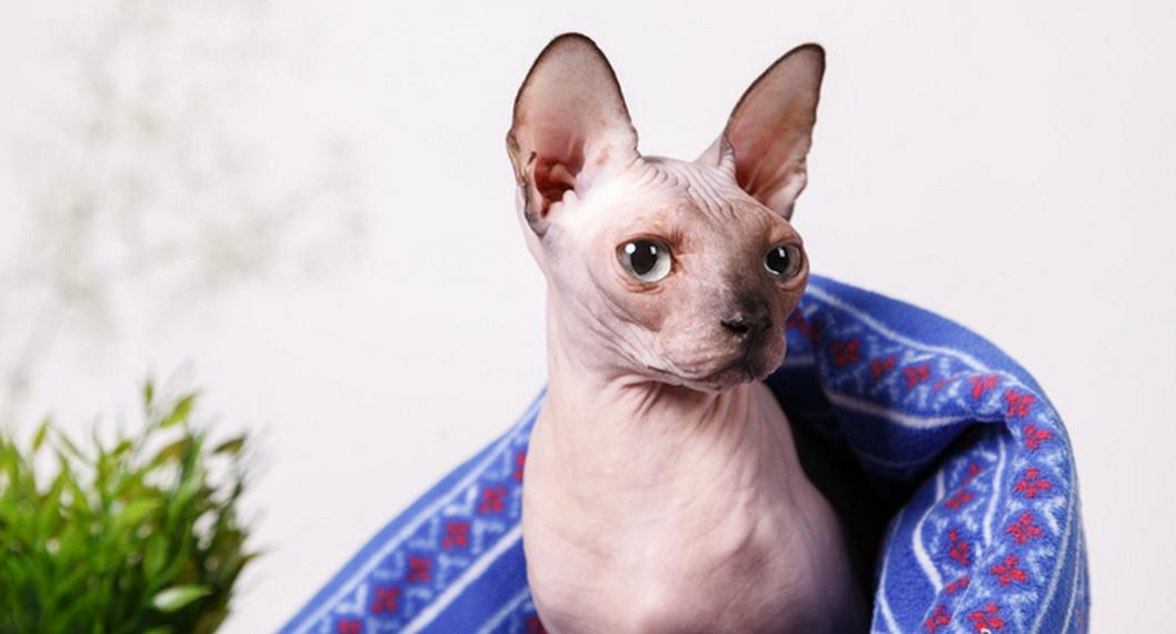 El fascinante perro egipcio sin pelo: todo lo que debes saber ...