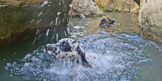 El secreto detrás del lobo azul: la mejor elección de pienso para tu ...