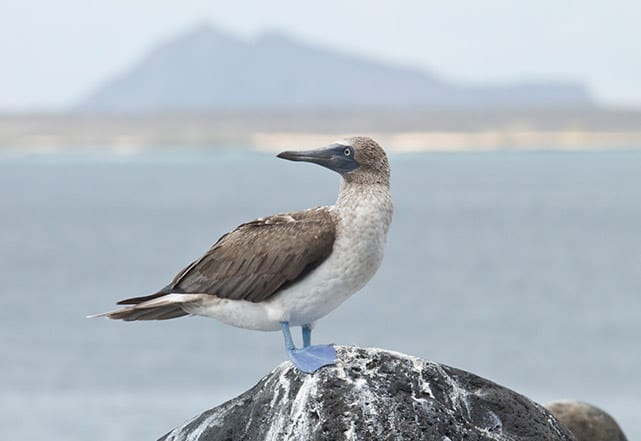 Explora los fascinantes tipos de patas en el reino de las aves ...