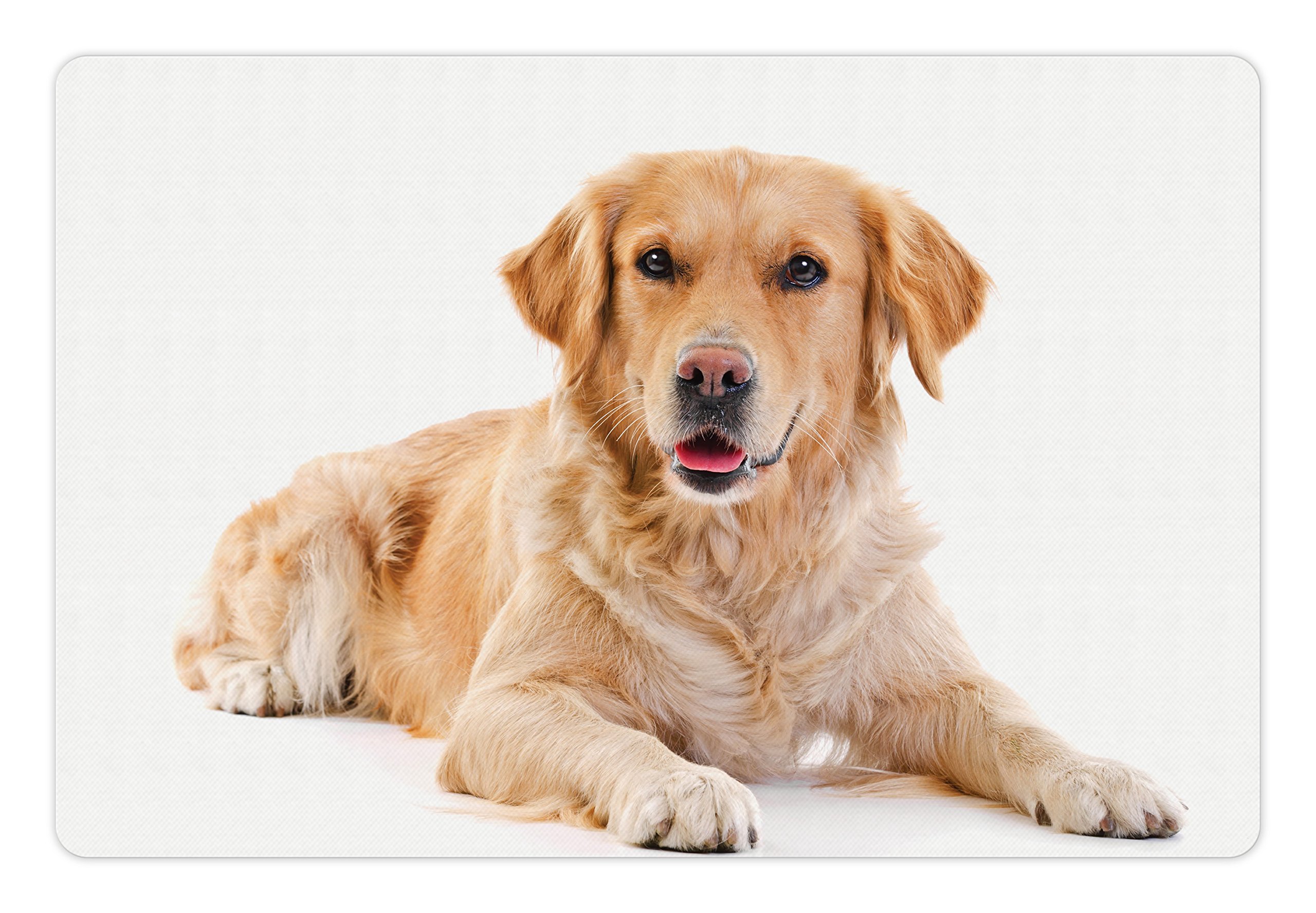 Golden vs Labrador: ¿Cuáles son las diferencias clave ...