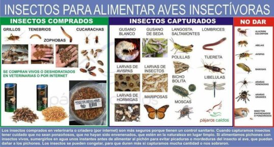 Guía completa para alimentar a un gorrión bebé de forma adecuada ...