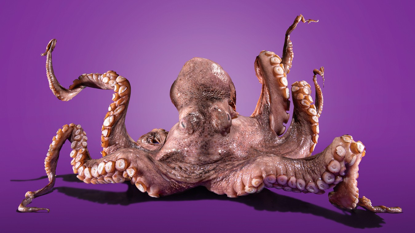 La fascinante dieta de los pulpos: todo lo que debes saber ...