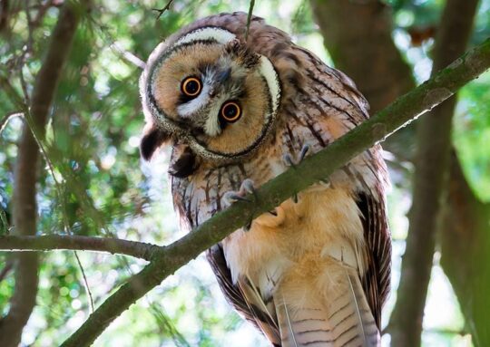 Las fascinantes razas de búhos: conoce las variedades más sorprendentes ...