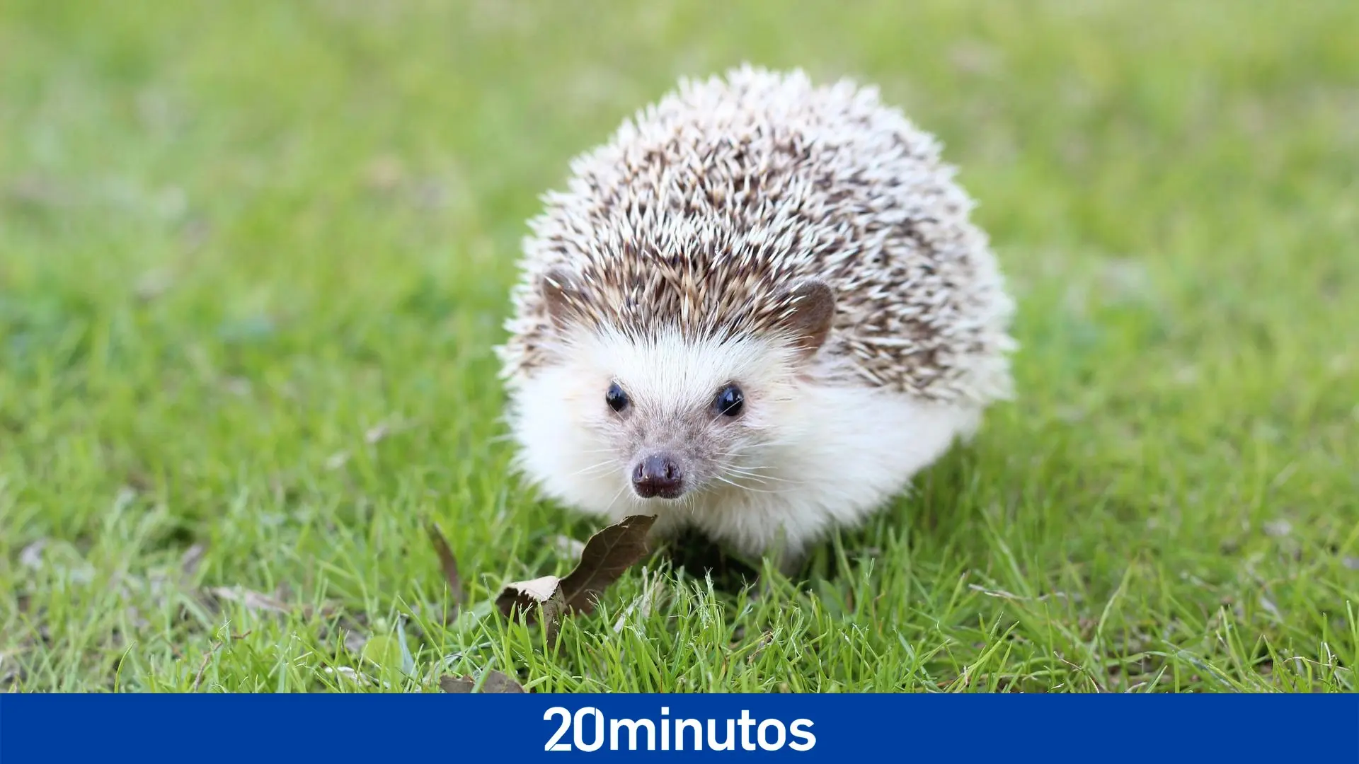 Monos pequeños mascotas: la adorable compañía que estabas buscando ...