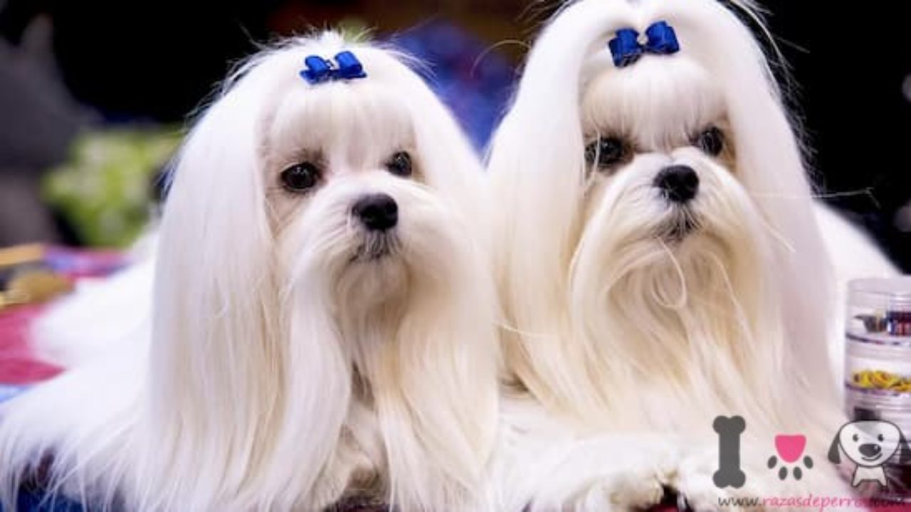 Nombres de perros hembra de películas: ¡Inspírate con estas ideas ...