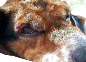 Pénfigo Foliáceo en Perros: Síntomas y Tratamientos Esenciales ...