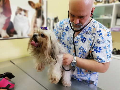 Mi perro está decaído tras la vacuna: ¿qué hacer ahora ...