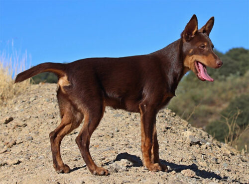 Todo sobre el Perro Podenco Negro: Características y Cuidados ...