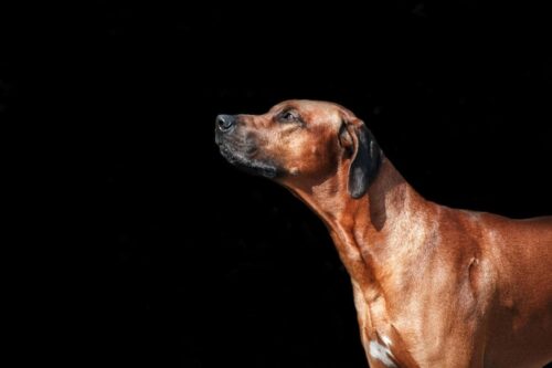 Perro Rhodesian Negro: Características y Cuidados Esenciales ...