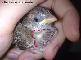 Todo lo que debes saber sobre el cuidado del gorrión recién nacido ...