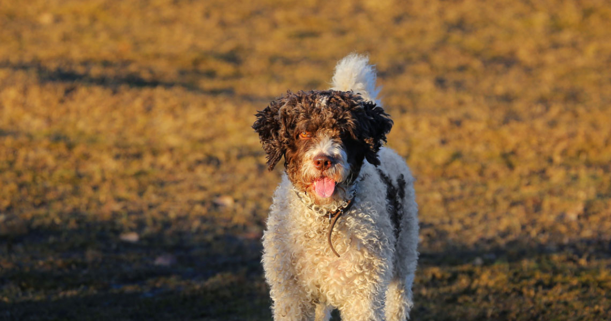 Todo lo que debes saber sobre el perro marrón de pelo rizado ...