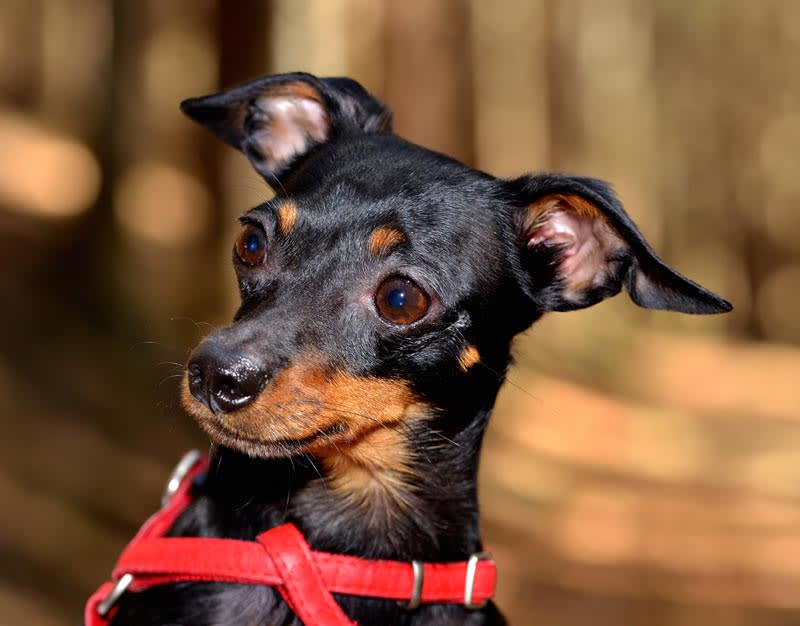 Todo lo que debes saber sobre el ratón de Prada: información y cuidados ...