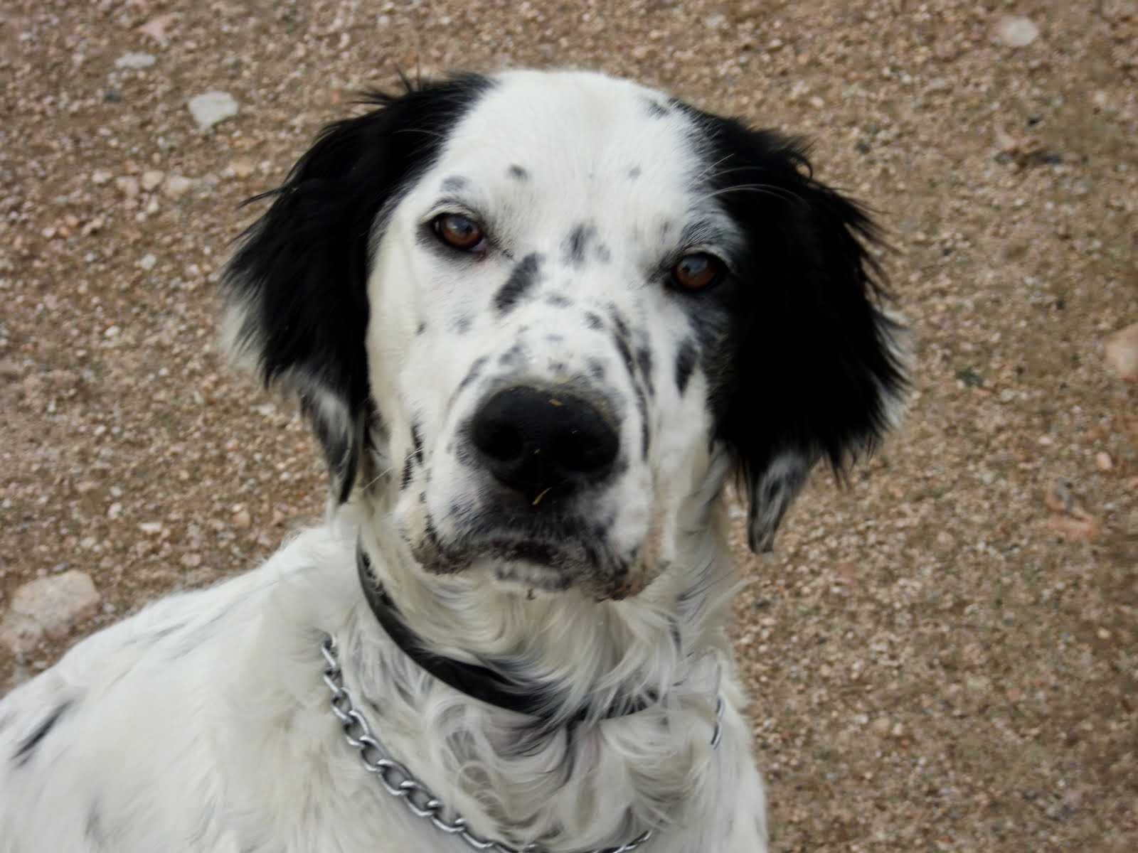 Todo lo que debes saber sobre las fístulas en perros: causas, síntomas ...
