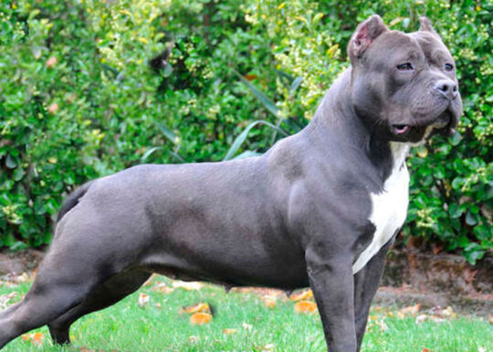 Todo lo que necesitas saber sobre el American Bully Standard Blue ...