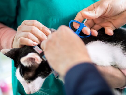 Todo lo que necesitas saber sobre el chip para perros: beneficios y ...