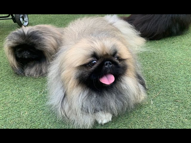 Transformación de la raza Pug: Antes y después - RevistaBiologica.com